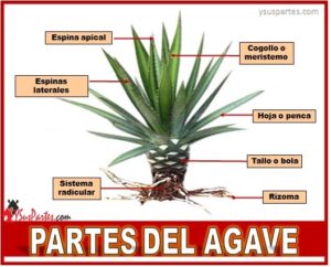 El agave y sus partes - Y sus partes