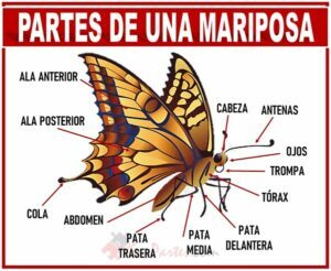 La mariposa y sus partes | LISTADO - Y sus partes